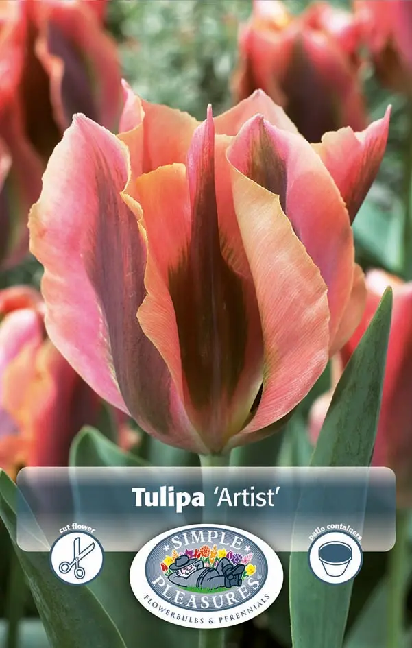 Tulipa viridiflora Artist | 80 pcs - De Vroomen