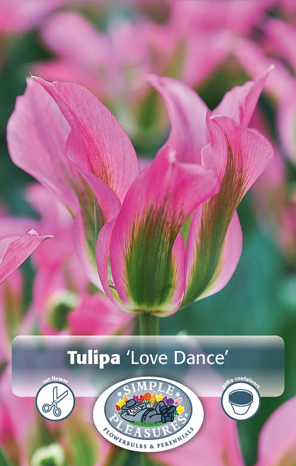 Tulipa viridiflora Love Dance | Capper 20 x 5 - De Vroomen